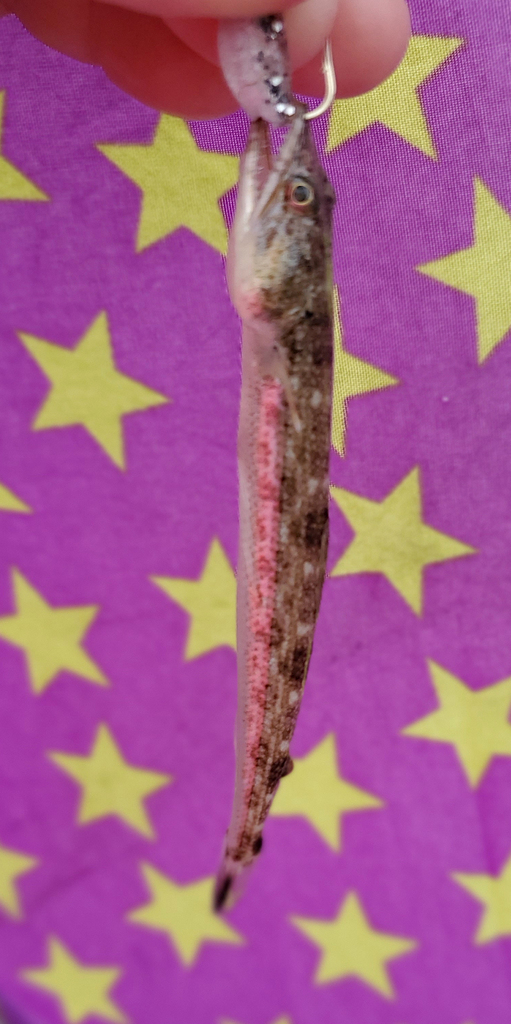 Inshore Lizardfish from Cameron County, TX, USA on October 6, 2023 at ...