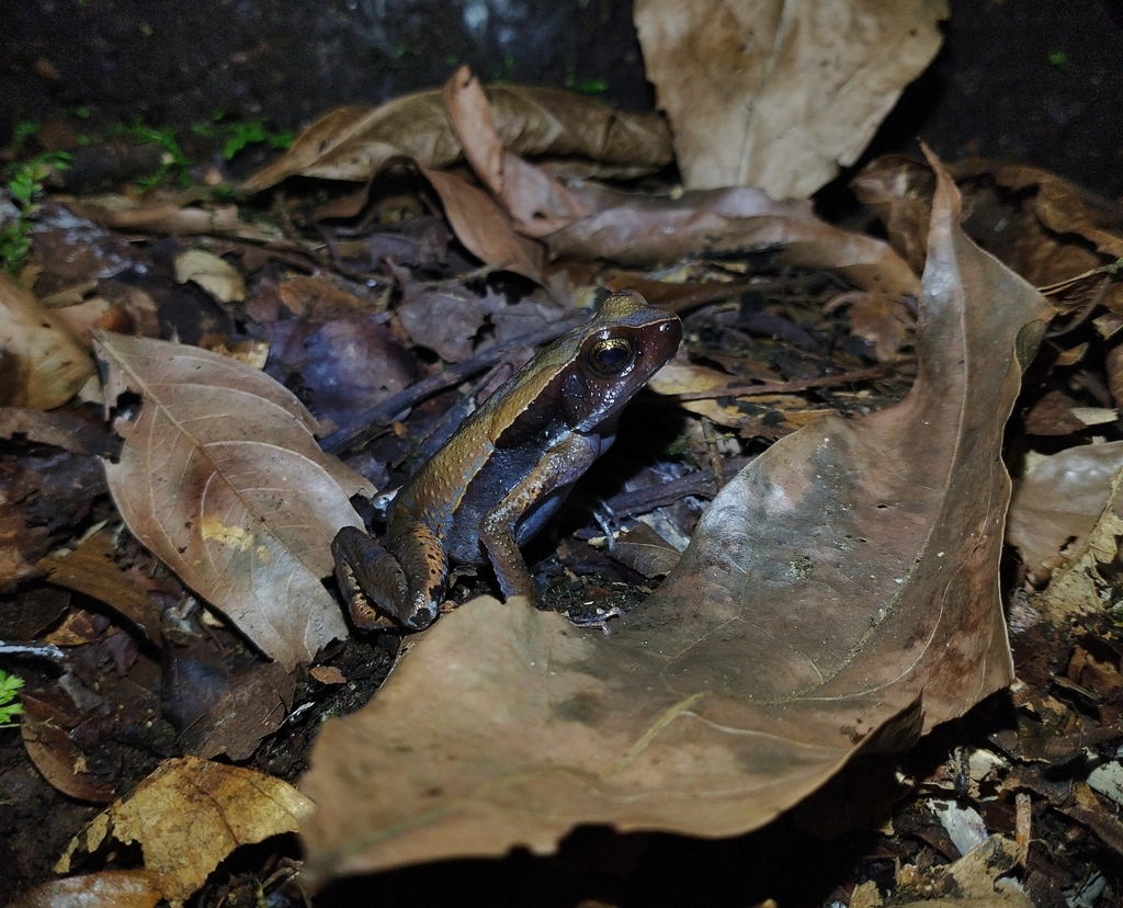 Leaf Litter Toad from Barrio Flaminia, Heredia, Sarapiquí, Costa Rica ...