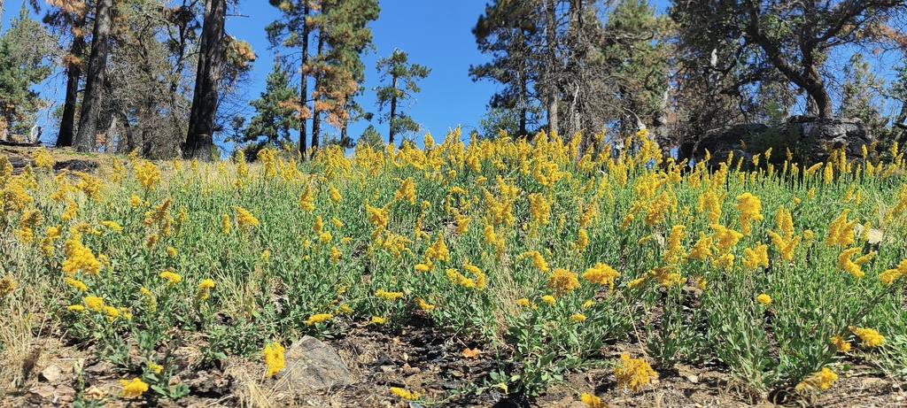 California goldenrod from San Diego County, CA, USA on October 9, 2023 ...