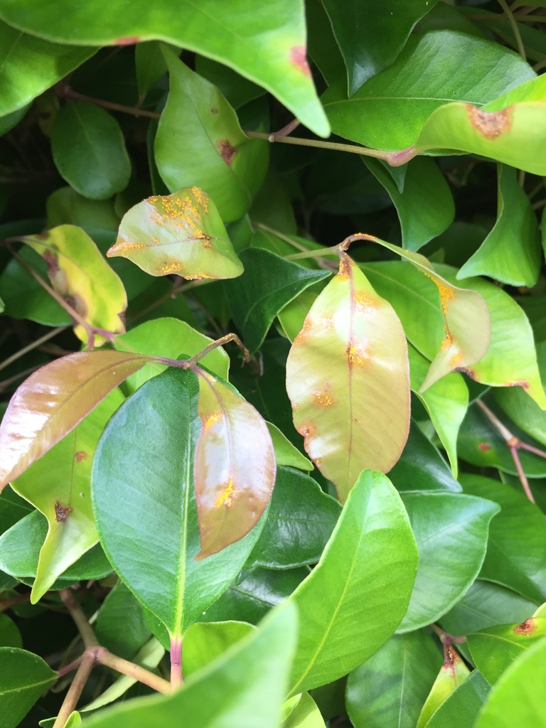 Myrtle Rust from Auckland, New Zealand on October 10, 2023 at 10:02 AM ...