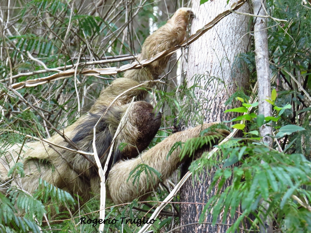Southern Maned Sloth in October 2023 by rogeriotruglio · iNaturalist
