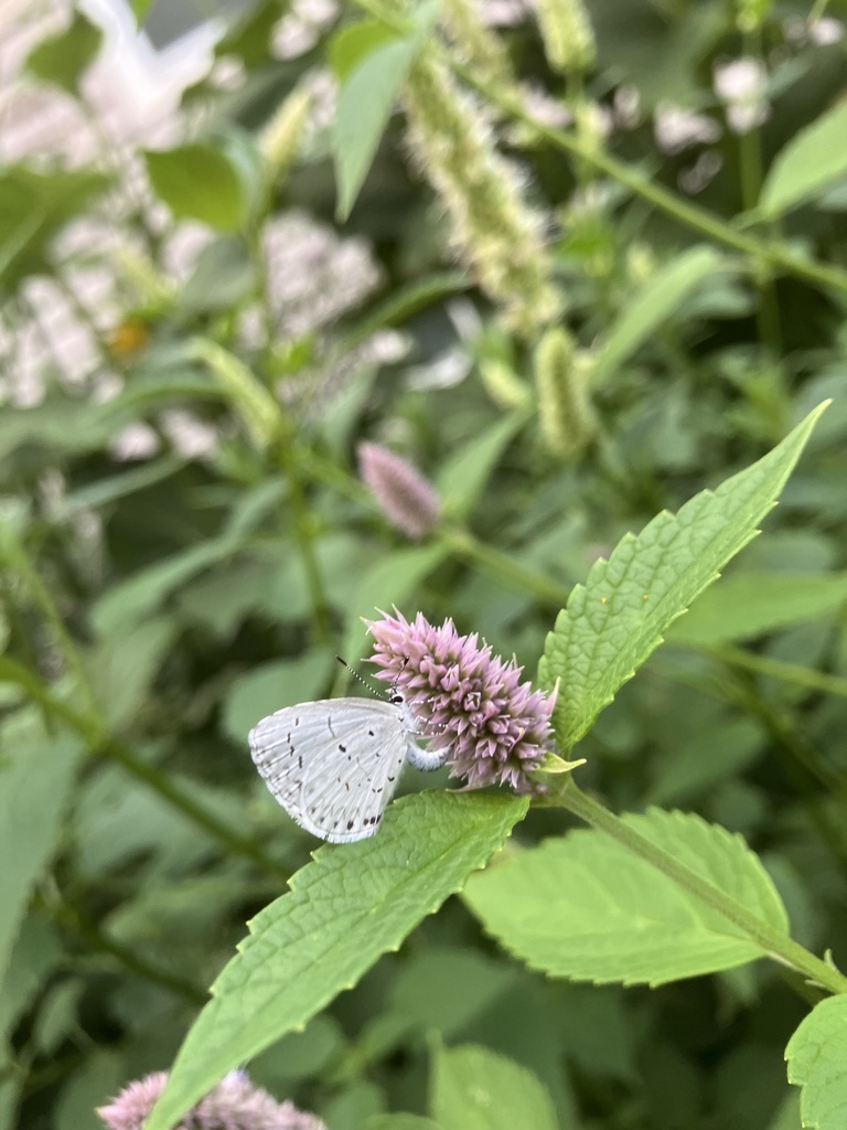 Summer Azure in July 2023 by Tony Schollmeier · iNaturalist