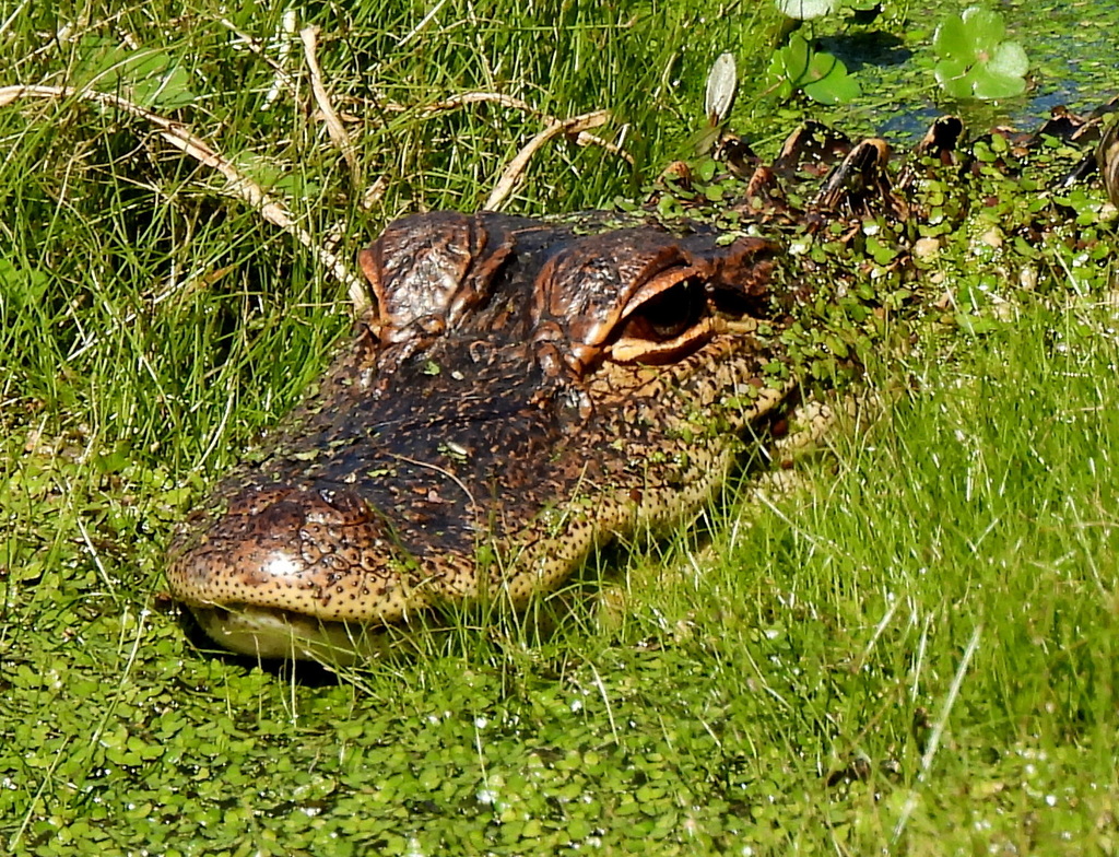 American Alligator from Beaufort County, SC, USA on October 9, 2023 at ...