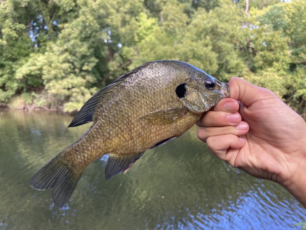 Bluegill from Onion Creek, Austin, TX, US on October 7, 2023 at 11:22 ...