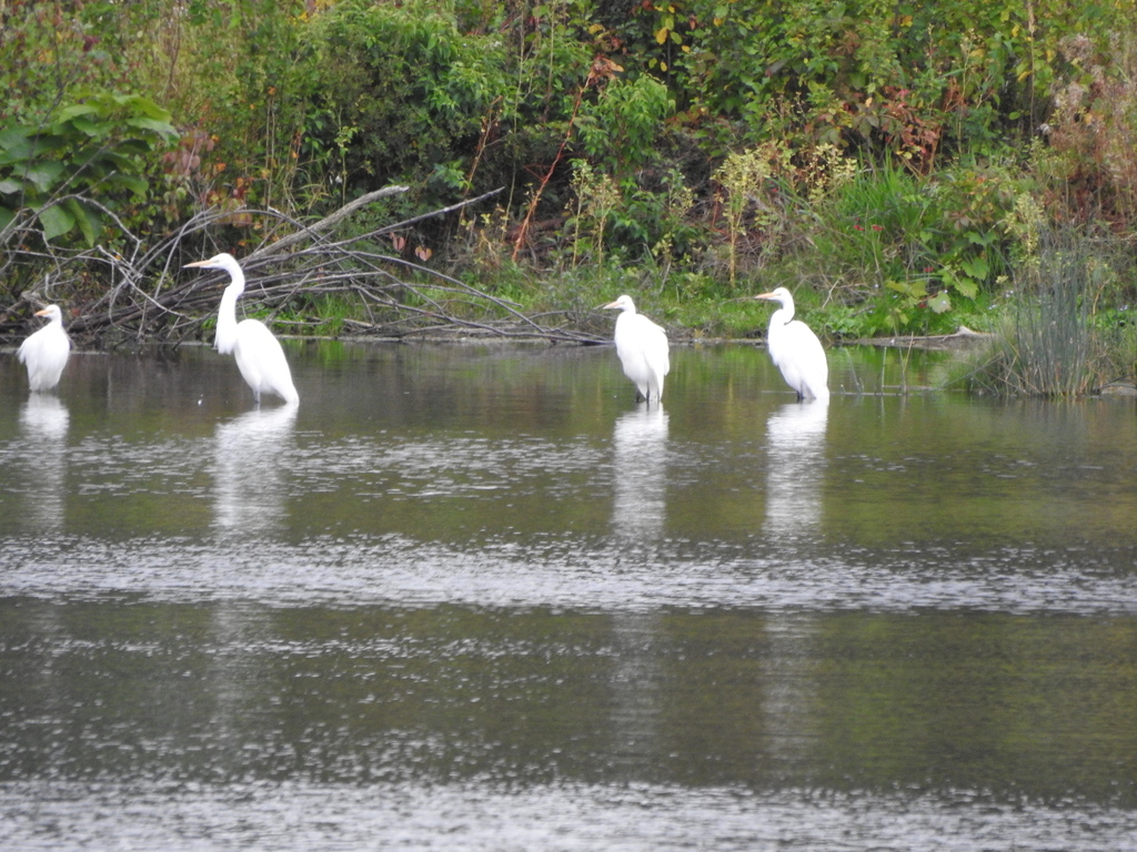 Great Egret from Summit, Ohio, United States on October 9, 2023 at 03: ...