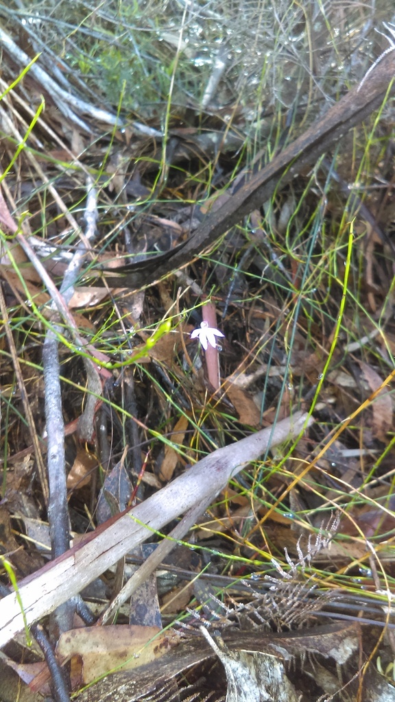 Pink Lady Fingers from Blue Mountains NSW, Australia on October 7, 2023 ...