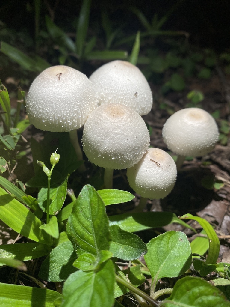 Fungi Including Lichens from University of South Florida, Tampa, FL, US ...