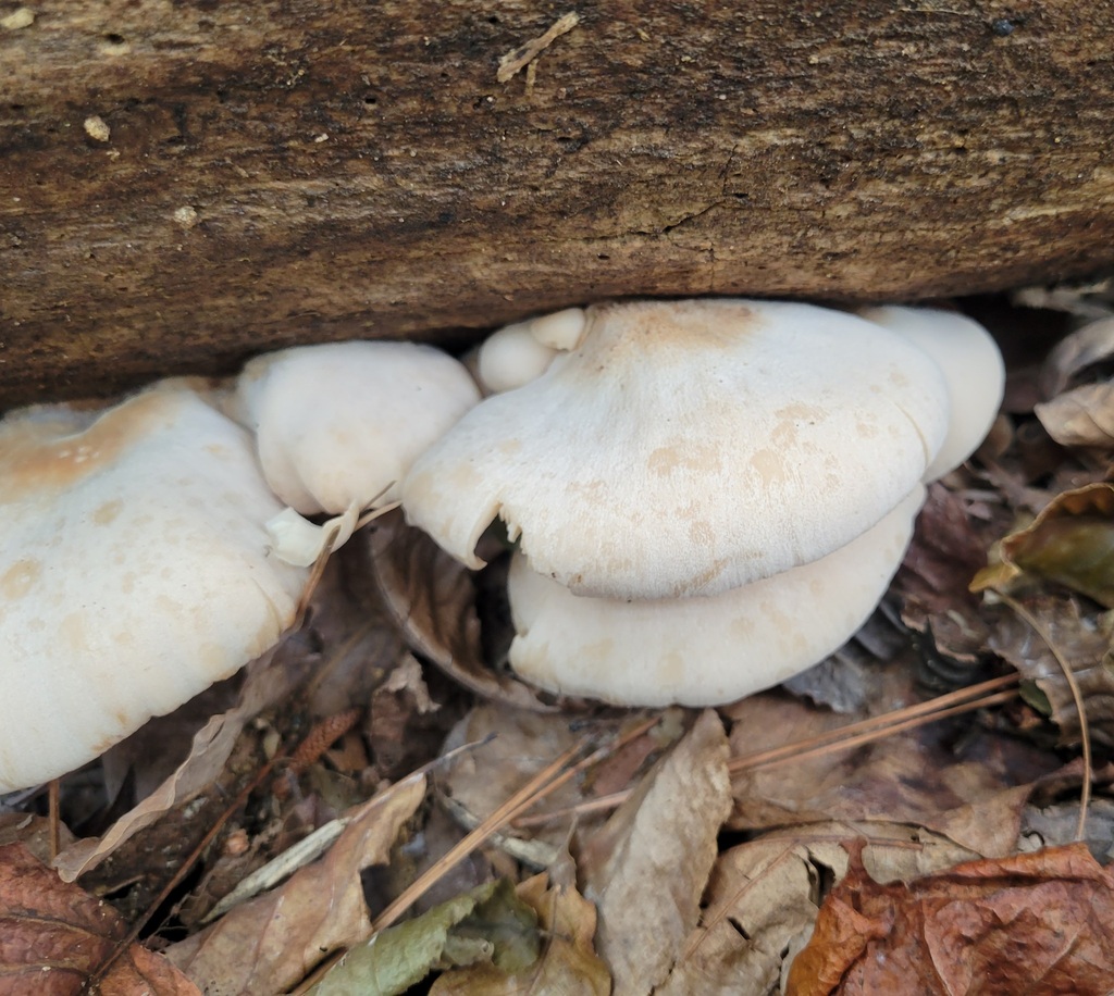 bear lentinus from Calvert County, MD, USA on October 8, 2023 at 01:43 ...