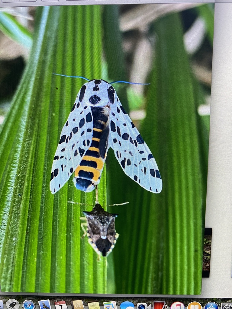 Hypercompe brasiliensis from Iguaçu National Park, Céu Azul, PR, BR on ...