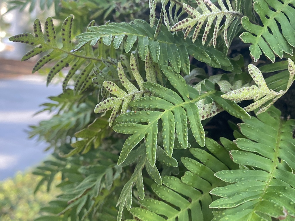 resurrection fern from University of South Florida, Tampa, FL, US on ...