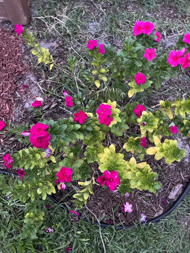 Madagascar Periwinkle from Eastmoor Ct, Tampa, FL, US on October 9 ...