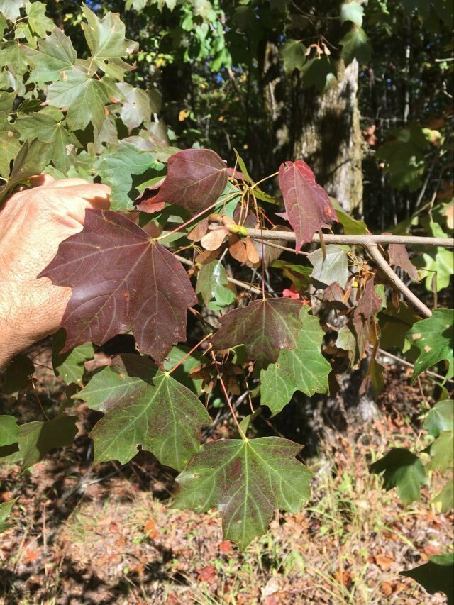 chalk maple from Tuscaloosa County, AL, USA on October 9, 2023 at 07:27 ...