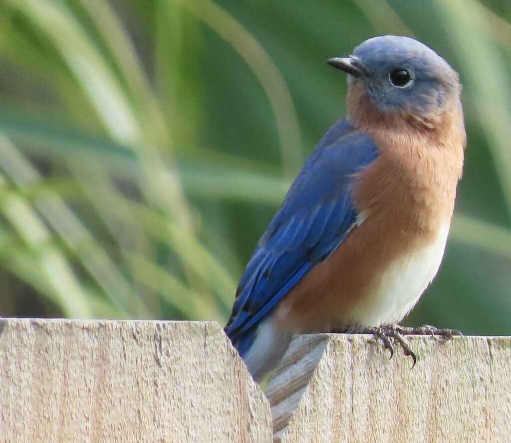 Eastern Bluebird from Dickinson, TX 77539, USA on October 7, 2023 at 04 ...