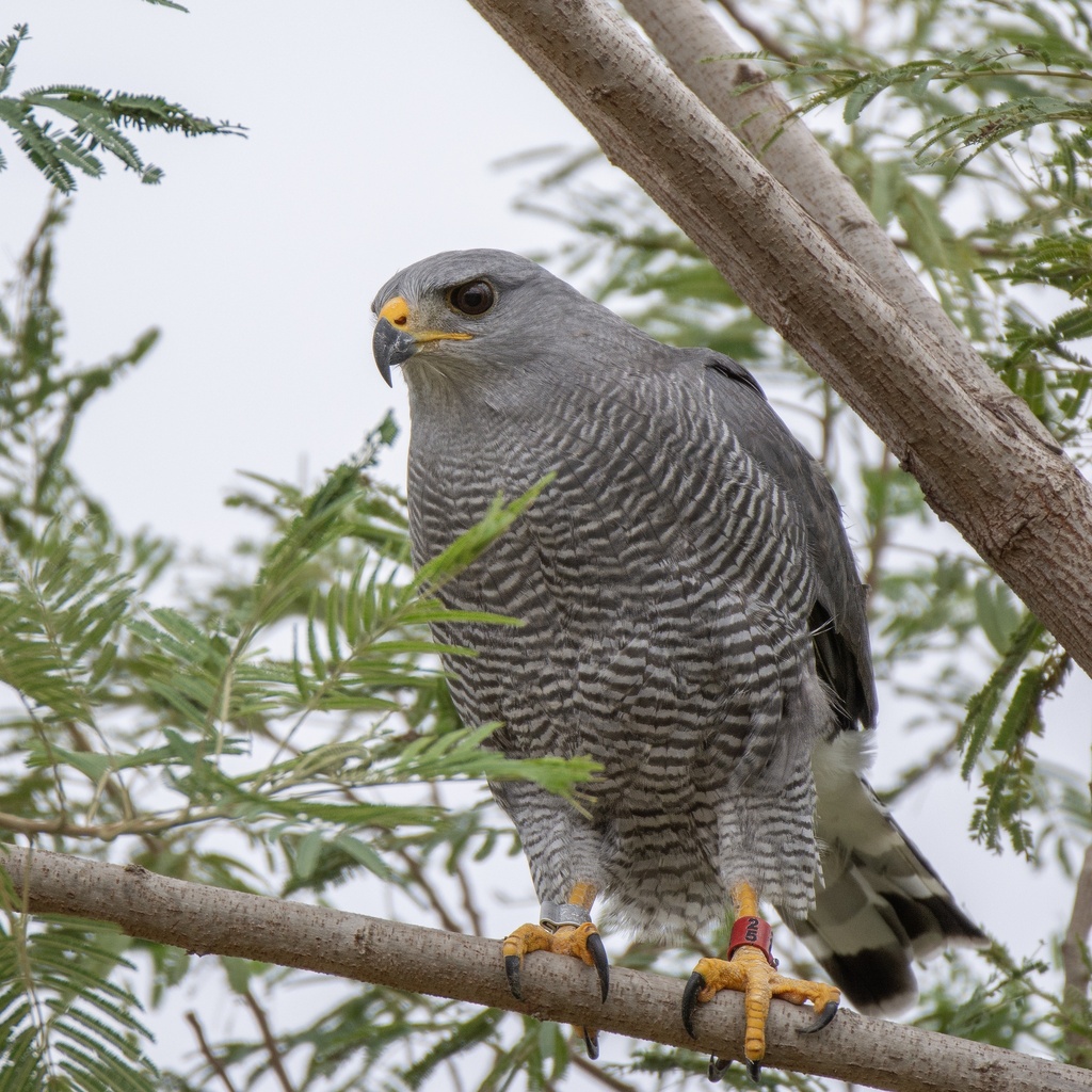 Gray Hawk from Hidalgo County, TX, USA on October 9, 2023 at 11:36 AM ...