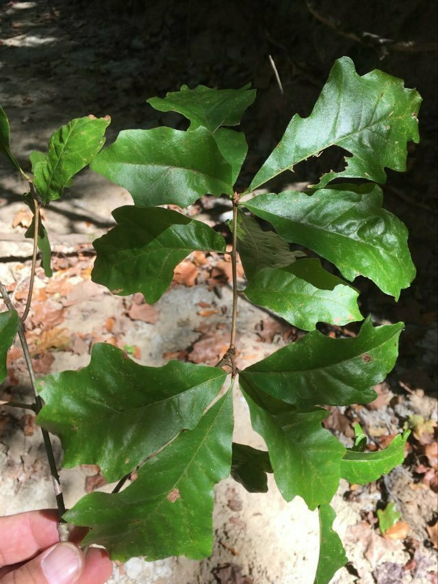 Bluff Oak from Greene County, AL, USA on October 9, 2023 at 07:33 PM by ...