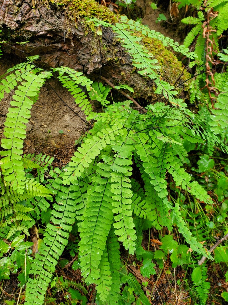 western maidenhair fern from Metro Vancouver, BC, Canada on September ...