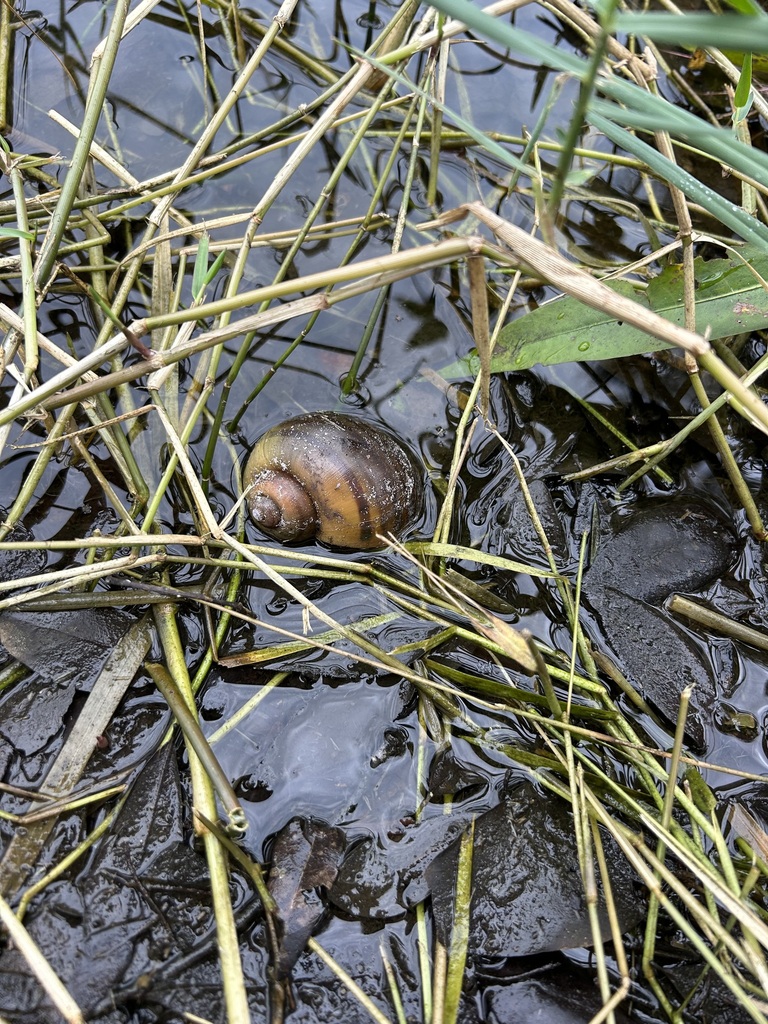 Island Apple Snail from Tampa Florida on October 9, 2023 by maxinelynch ...