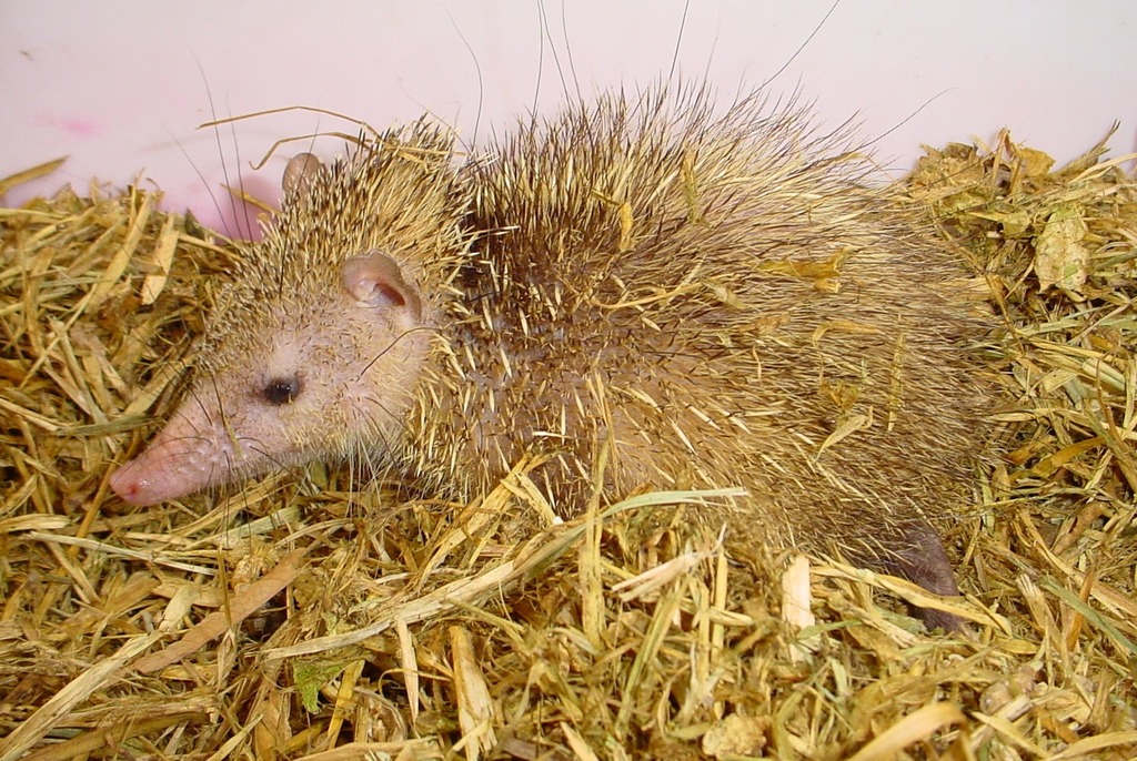 Tailless Tenrec from Plateau-Caillou, St Paul 97460, La Réunion on ...