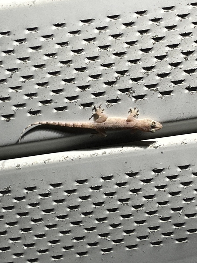 Tropical House Gecko in September 2023 by piper_k_21. Clung to the ...