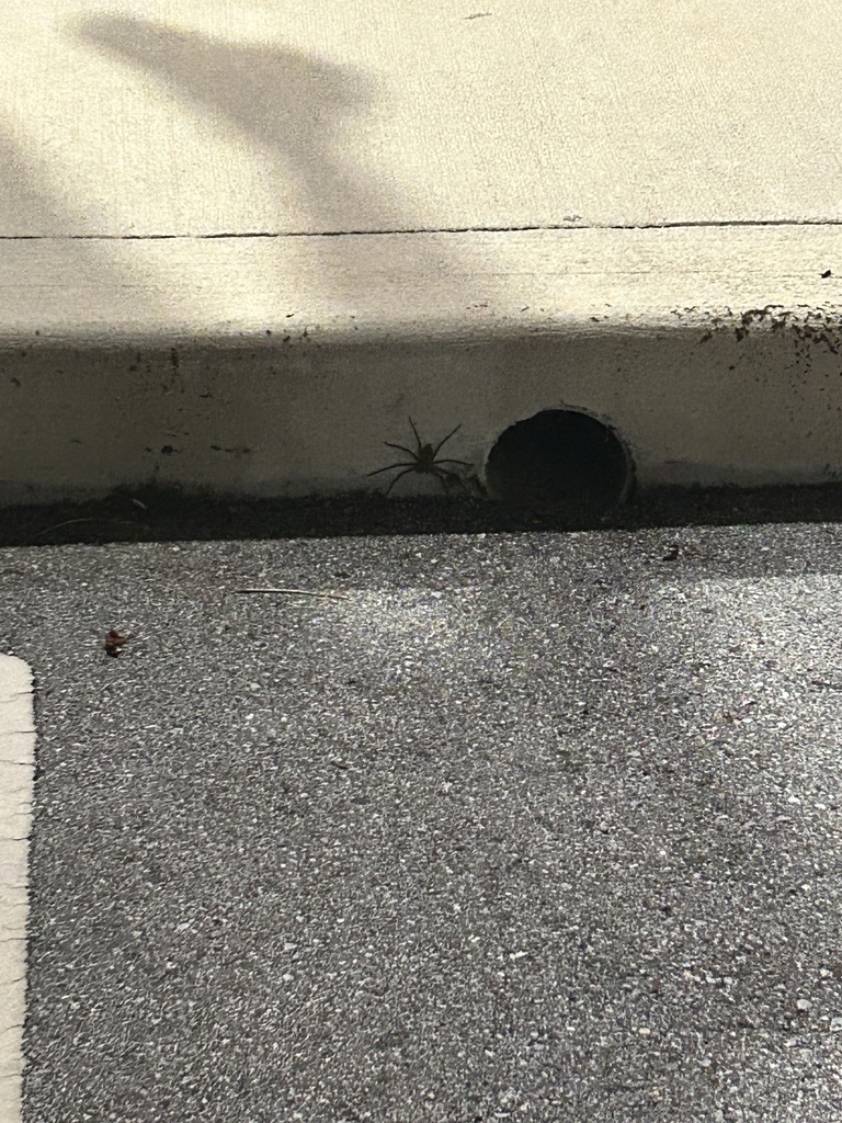 Typical Spiders from Florida Ave, New Port Richey, FL, US on September ...