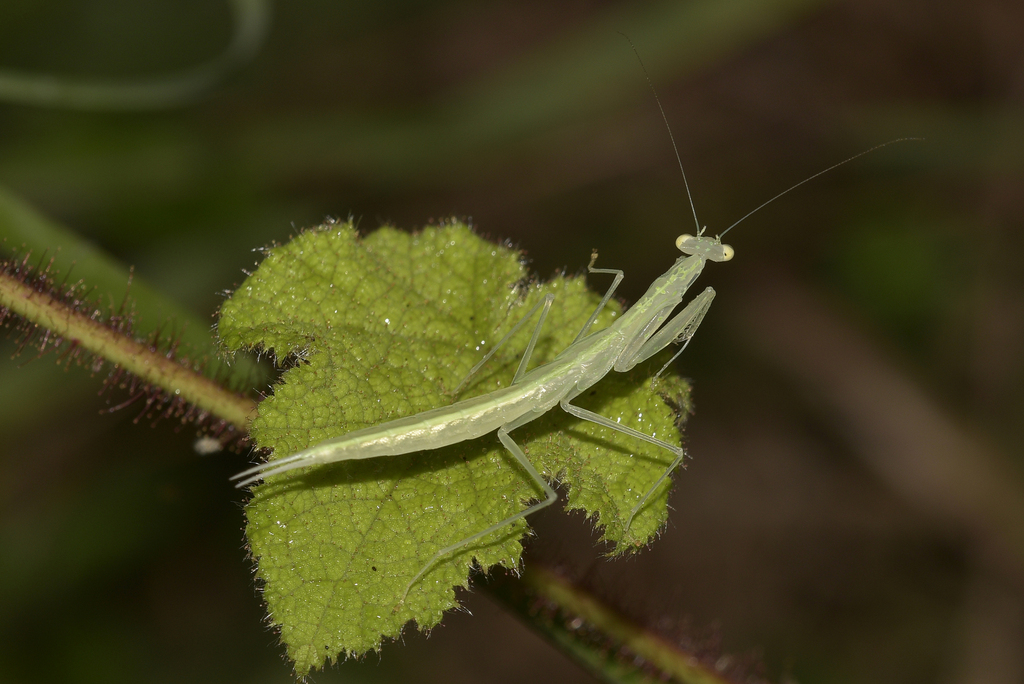 Sinomantis denticulata from 中国福建省南平市武夷山市 on September 29, 2023 at 10:50 ...