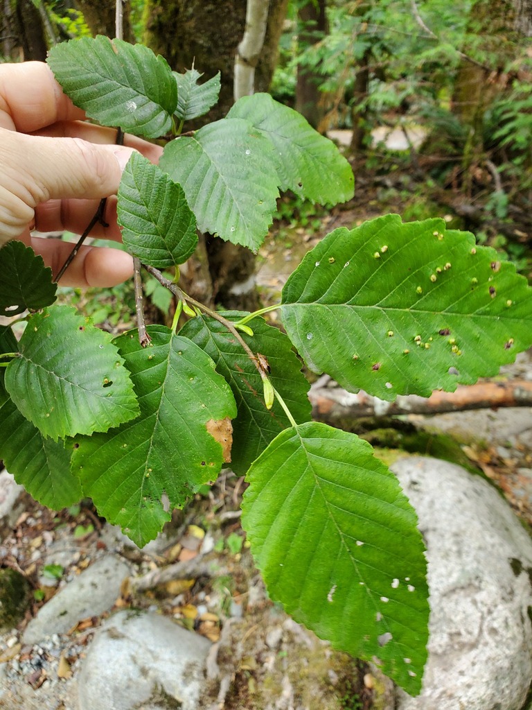 Red Alder from Metro Vancouver, BC, Canada on September 19, 2023 at 11: ...