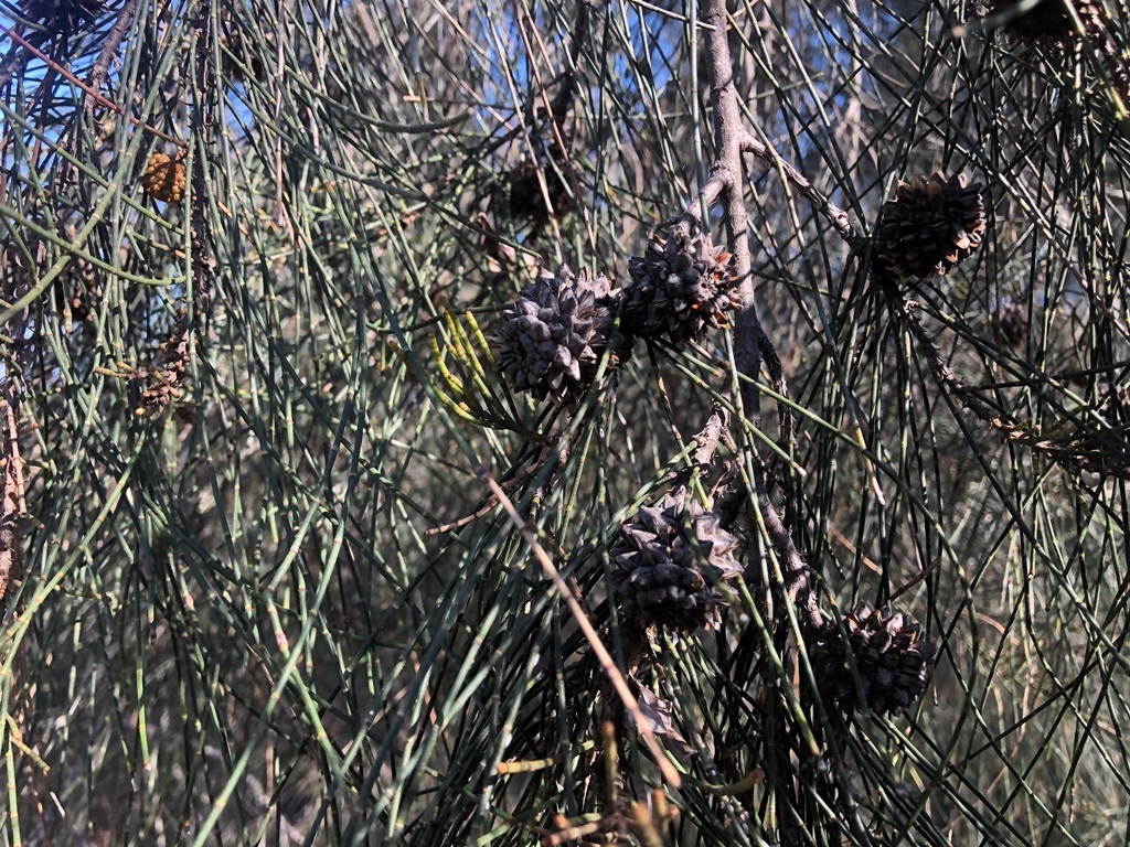 Belah from Jondaryan QLD 4403, Australia on October 8, 2023 at 08:20 AM ...