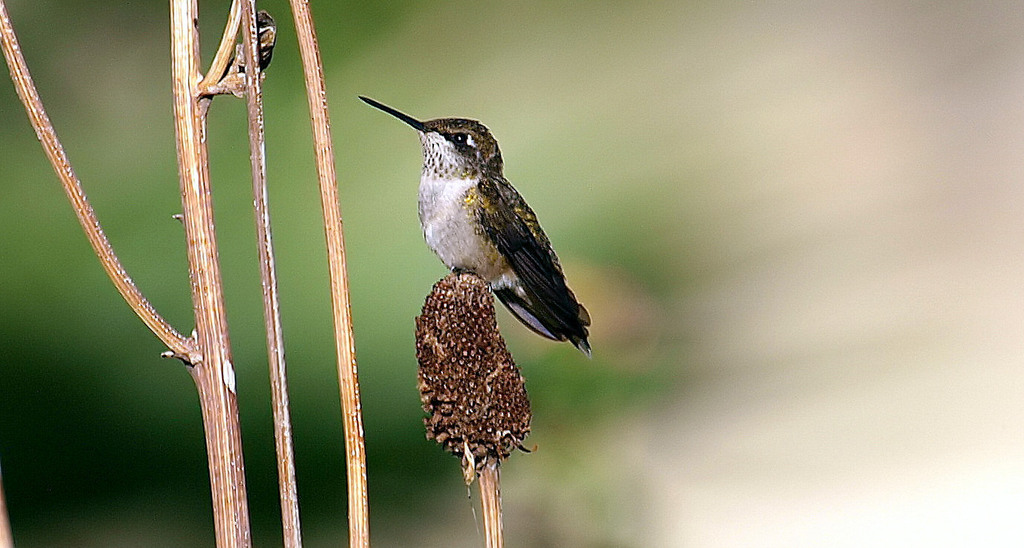 Ruby-throated Hummingbird from Bath House Pollinator Garden Dallas, TX ...