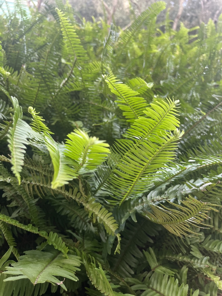 sword ferns from University of South Florida, Tampa, FL, US on October ...
