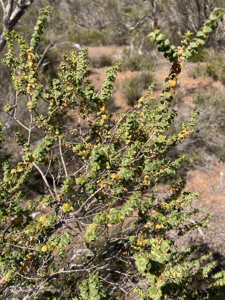 Heartleaved bearded-heath from Ramsay Conservation Park, Ramsay, SA, AU ...