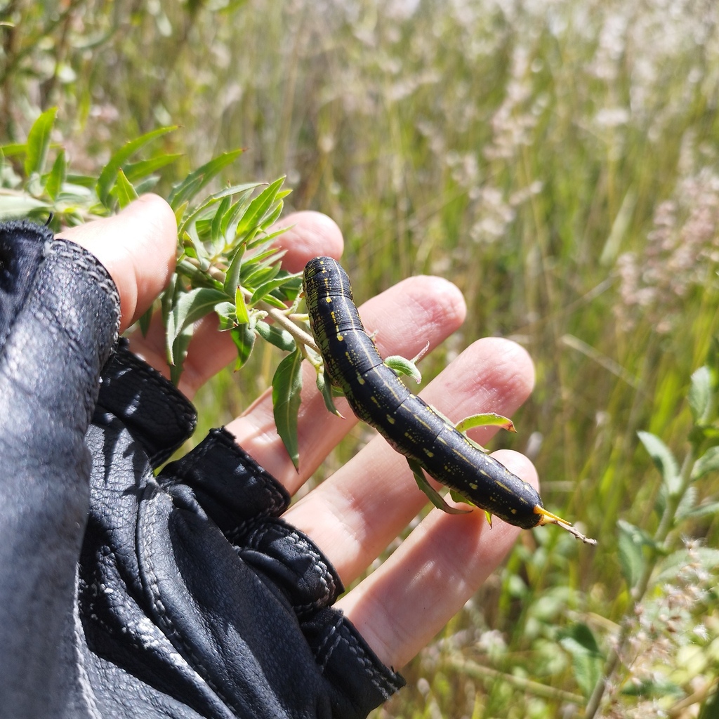 White-lined Sphinx from San Pedro Cholula, Pue., México on October 7 ...