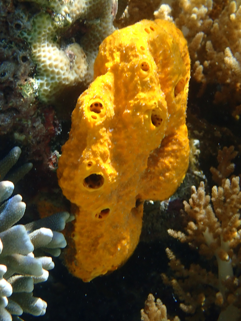 Stylissa massa from Kayafyof pier, Arborek Island, Raja Ampat ...
