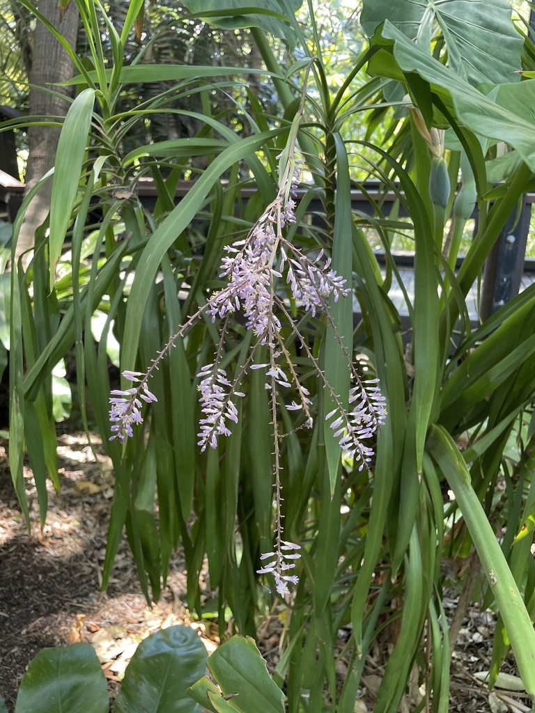 cabbage trees and allies from Rainforest Walk, South Brisbane, QLD, AU ...
