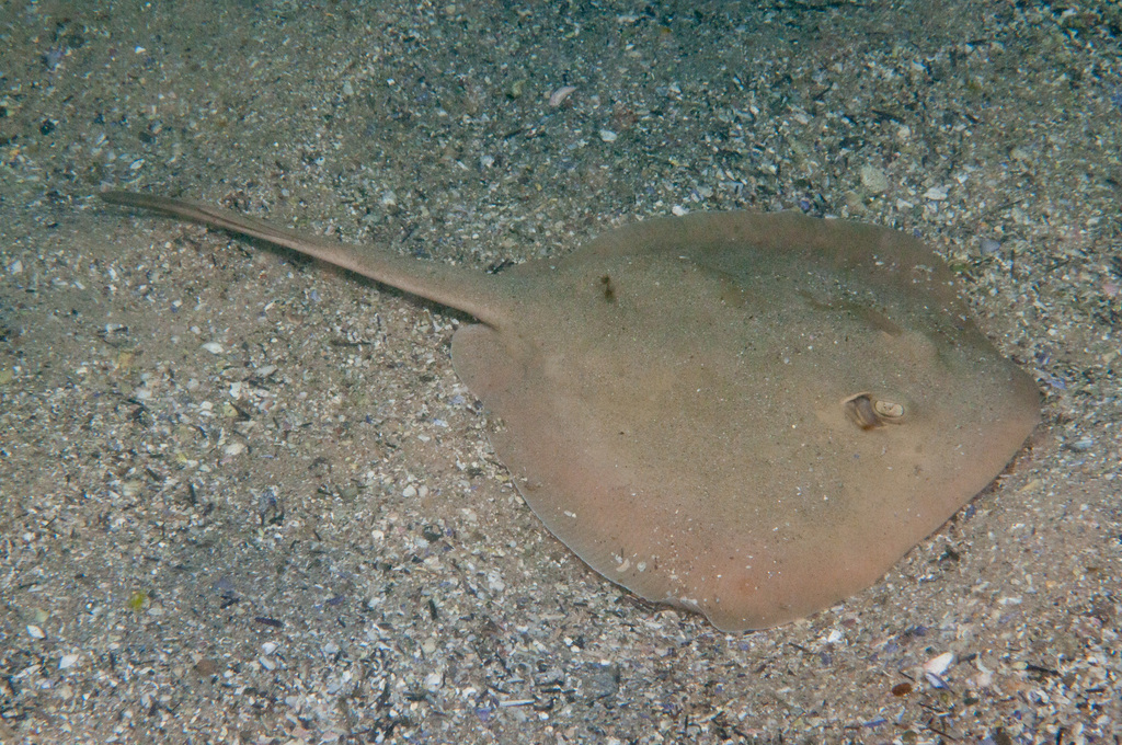 Common Stingaree (Trygonoptera testacea) - Marine Life Identification