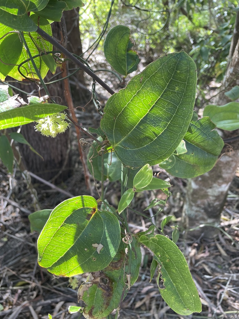 Austral Sarsaparilla from Barrengarry NSW 2577, Australia on September 10, 2023 at 02:16 PM by ...