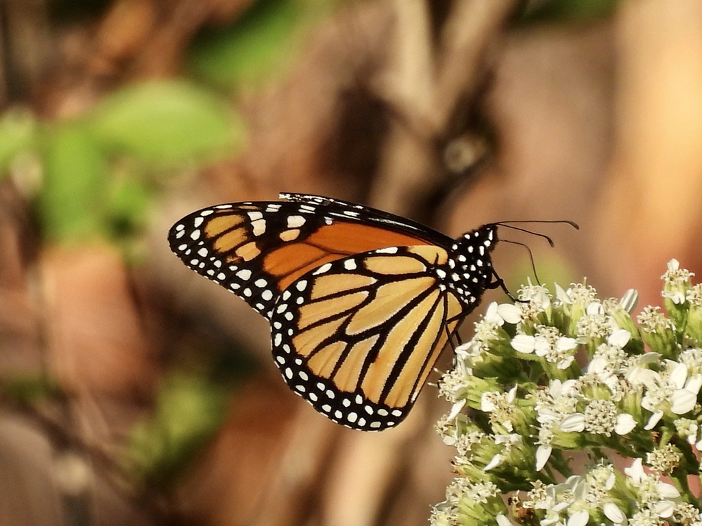 Monarch from Flower Mound, TX, USA on October 9, 2023 at 05:23 PM by ...