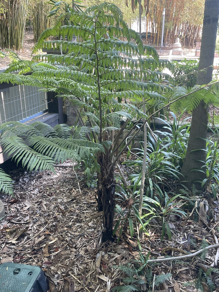 scaly tree ferns from Wheel Of Brisbane, South Brisbane, QLD, AU on ...