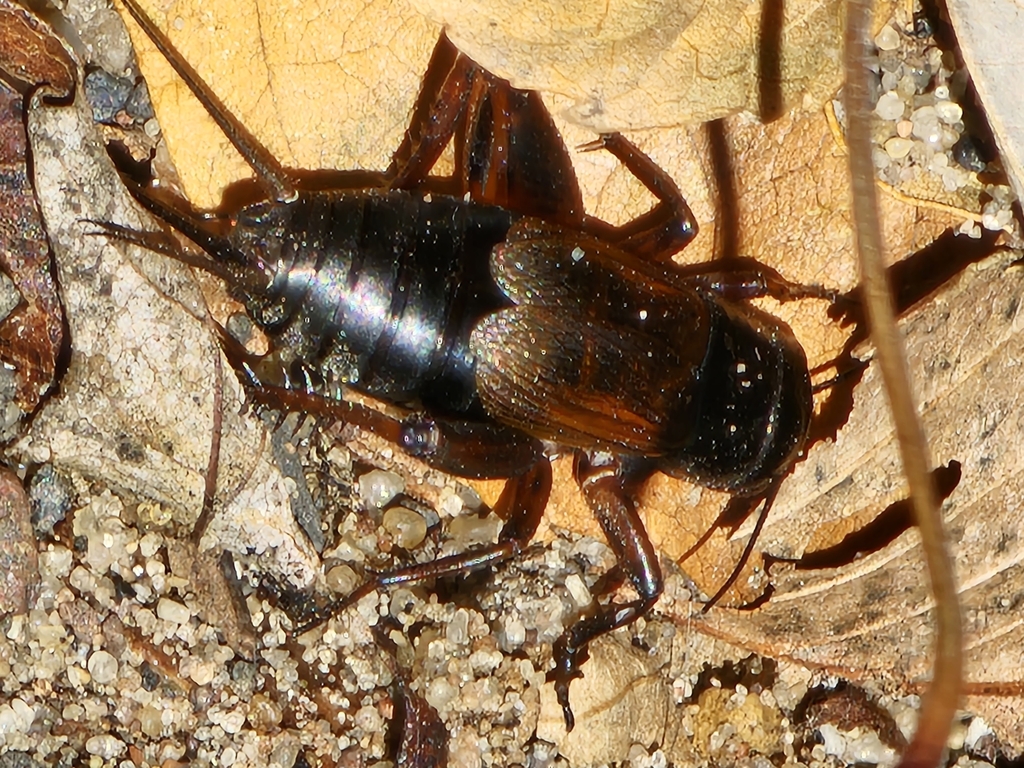 Fall Field Cricket from Bayport, MN, USA on October 9, 2023 at 02:11 PM ...