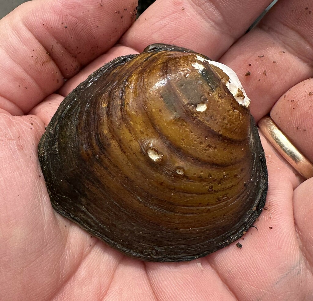 Pimpleback from Bear Creek, downstream of Co. Rd. 1, Colbert County, AL ...