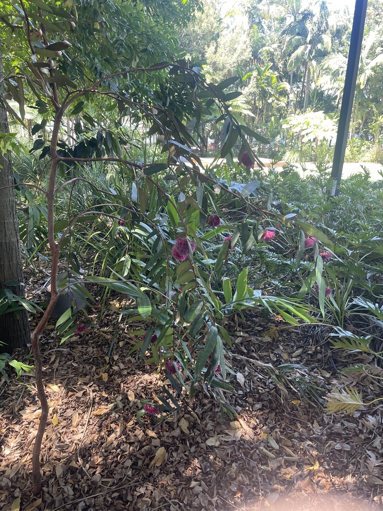 Waterberries from Rainforest Walk, South Brisbane, QLD, AU on October ...