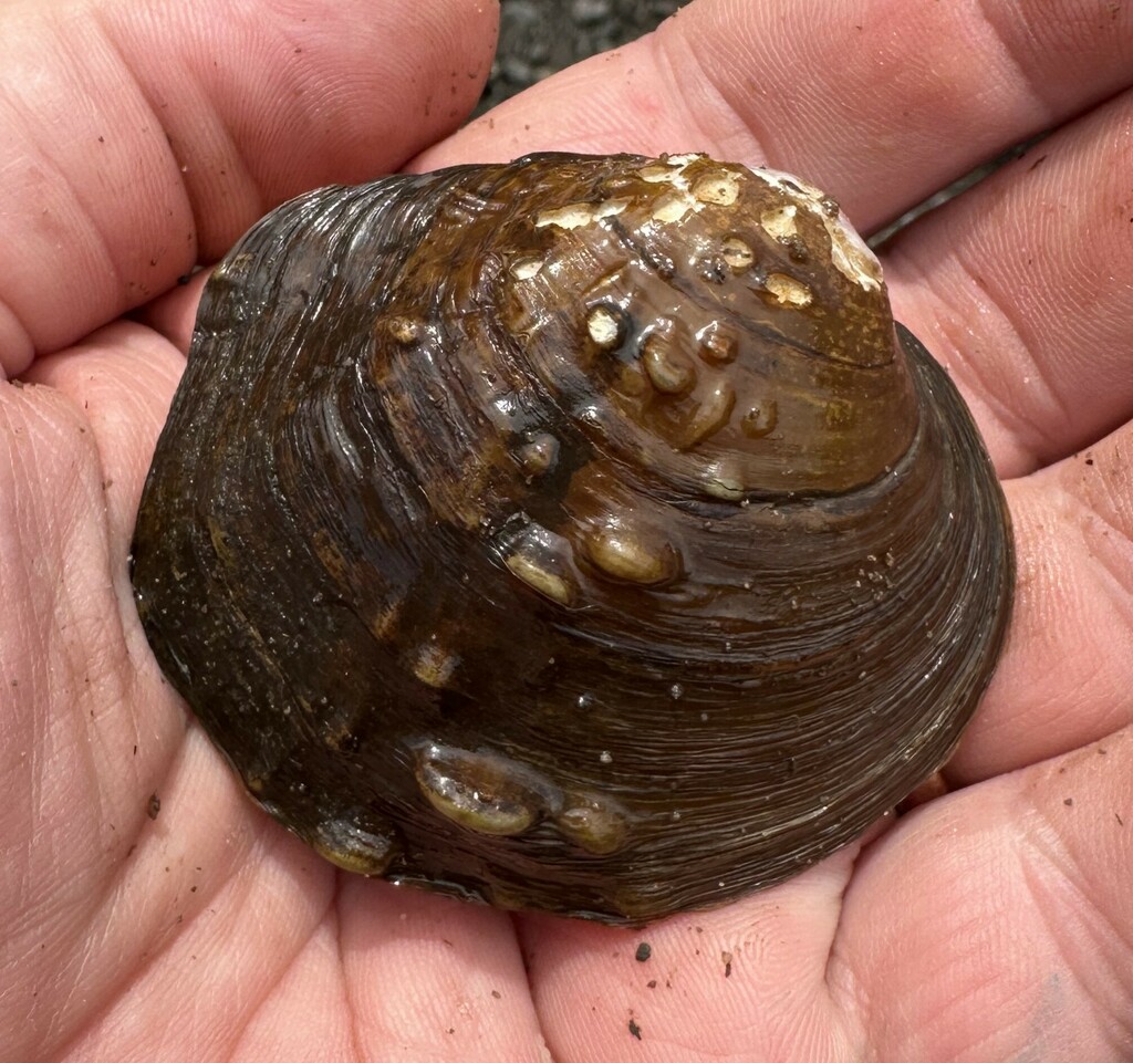 Purple Wartyback from Bear Creek, downstream of Co. Rd. 1, Colbert ...