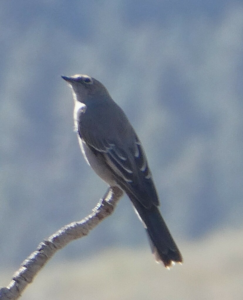 Townsend's Solitaire from Boulder County, CO, USA on October 9, 2023 at ...