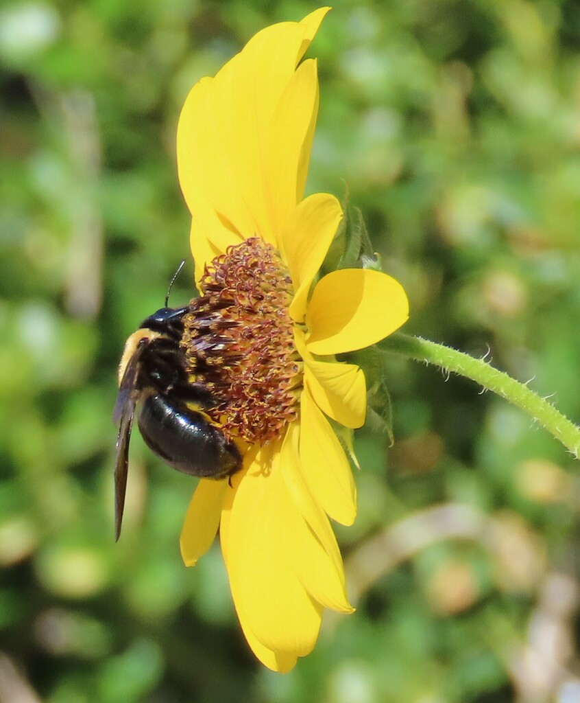Eastern Carpenter Bee from Westside, Houston, TX, USA on October 9 ...