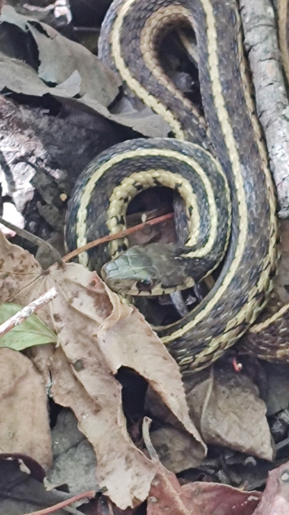 Common Garter Snake from Huntsville, AL 35801, USA on October 9, 2023 ...