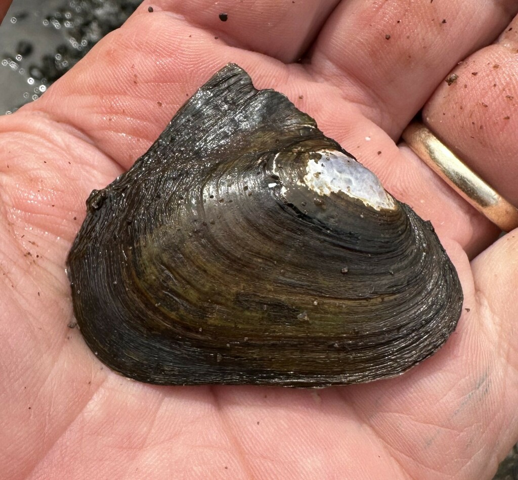 Pink Heelsplitter from Bear Creek, downstream of Co. Rd. 1, Colbert ...