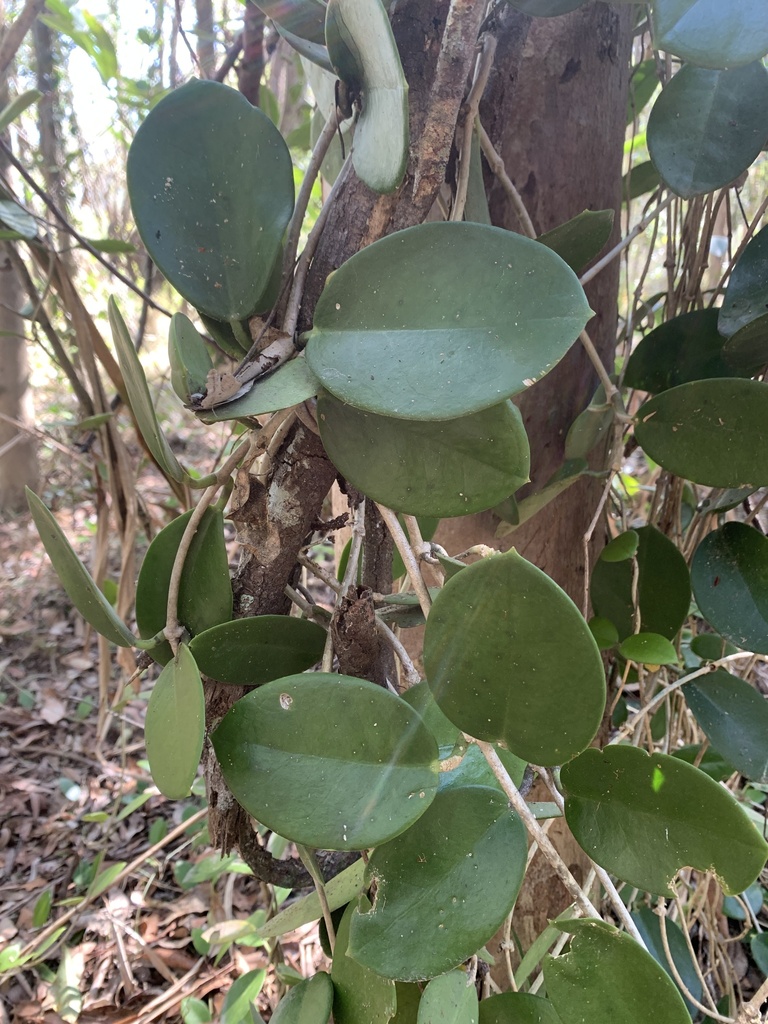 native hoya from Koel Dr, Narangba, QLD, AU on October 10, 2023 at 08: ...