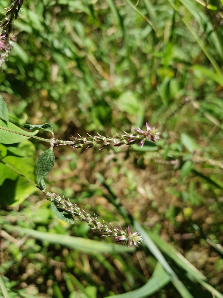 Chaff Flowers from Tempe NSW 2044, Australia on October 10, 2023 at 12: ...