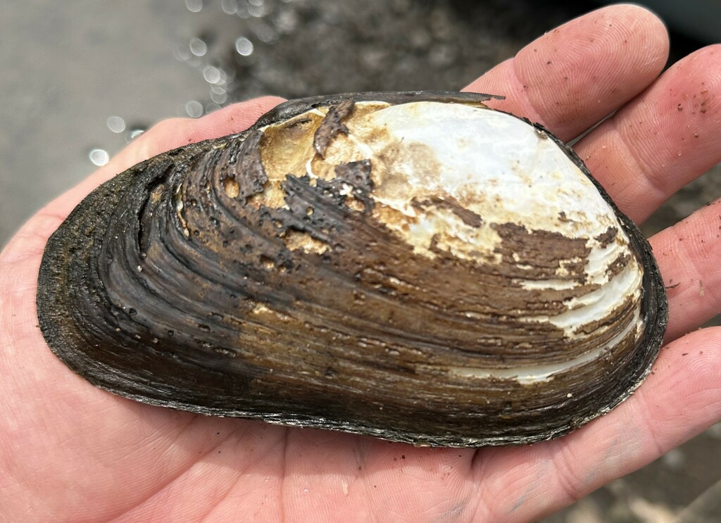 Kidneyshell from Bear Creek, downstream of Co. Rd. 1, Colbert County ...