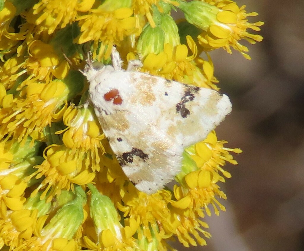 Goldenrod Flower Moth from Missouri City, TX, USA on October 9, 2023 at ...