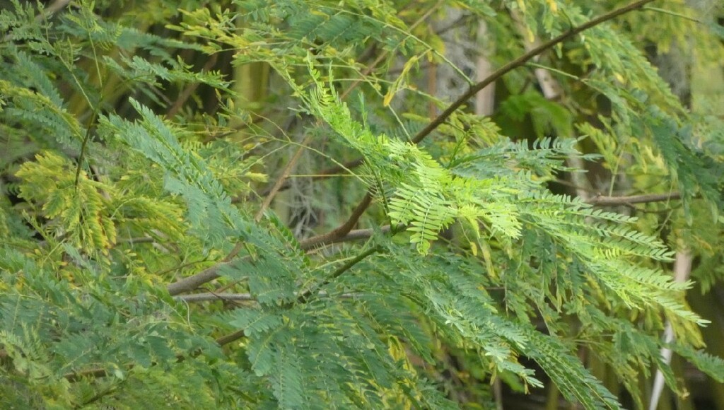 Rattlebush from Florida, Pasco, Werner-Boyce Salt Springs State Park ...